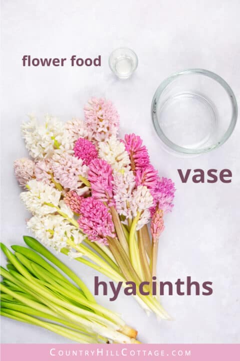 Hyacinth Arrangement {Easy DIY Hyacinth Bouquet}