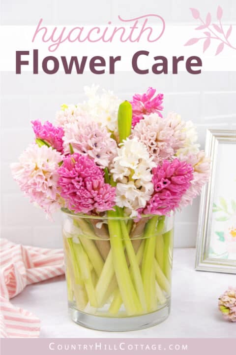 Hyacinth Arrangement {Easy DIY Hyacinth Bouquet}